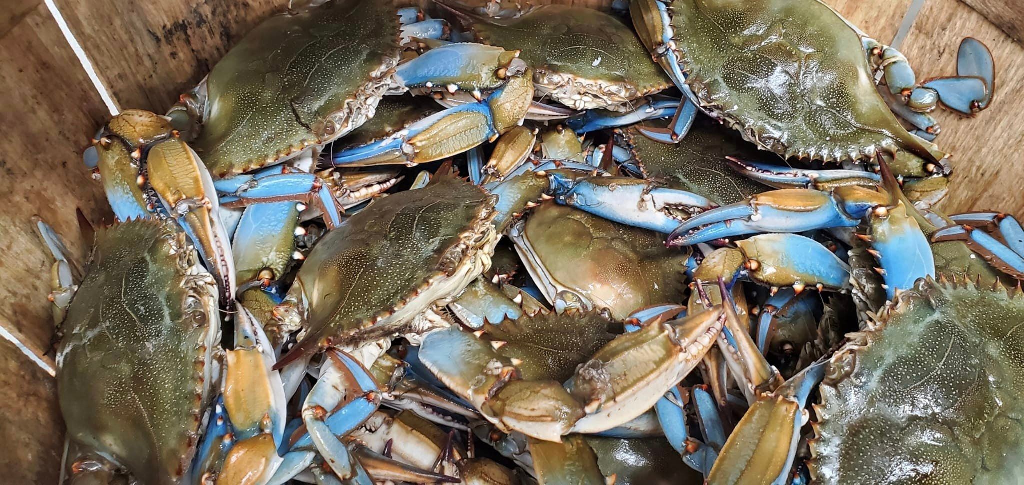 Blue Crabs (Live) | FreshwaterFishCompany